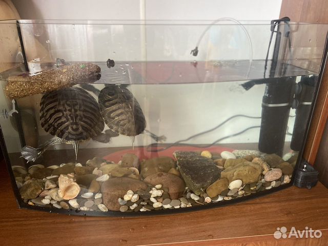 Красноухая черепаха с аквариумом