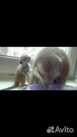 Сурикат мальчик