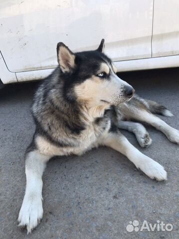 Аляскинский маламут