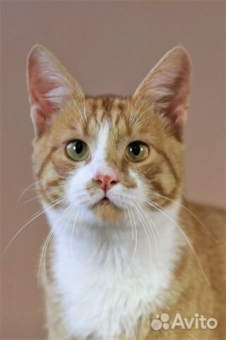 Бомбический котенок Лео в поисках прописки