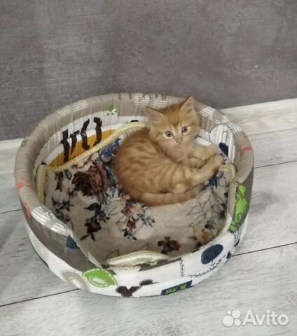 Котята в добрые руки приучены к лотку