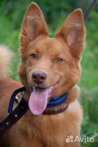 Собака в добрые руки