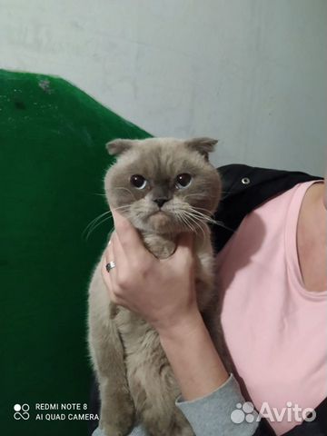 Найден породистый кот