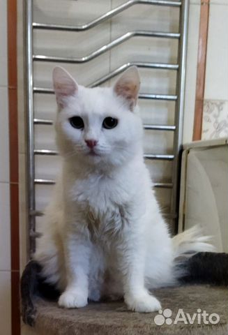 Белая кошечка из приюта, 10мес, привезу