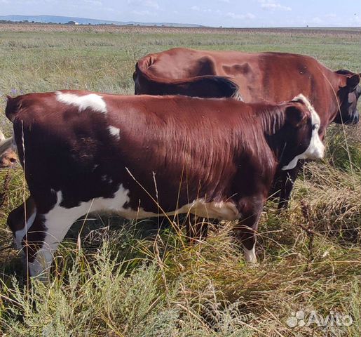Подсосные жирные телки