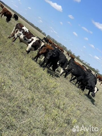 Скот, коровы, быки, телята