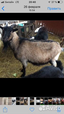 Коза молочной породы