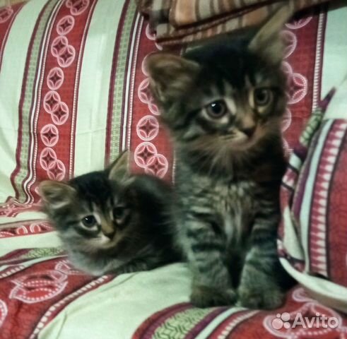 Два пушистых котенка