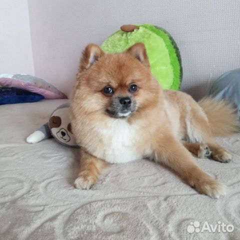 Ищем девочку на вязку