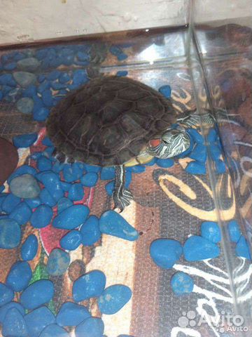 Красноухая черепаха с аквариумом