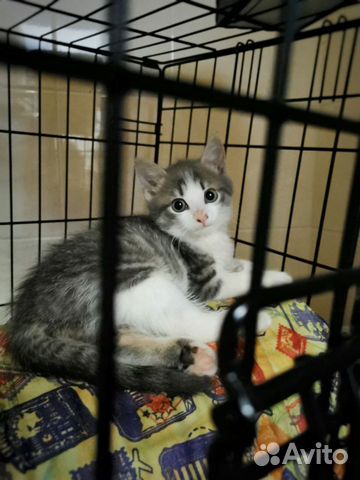 Самый нежный Кнопик ищет дом, котёнок 1,5 мес