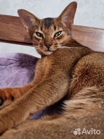 Абиссинская