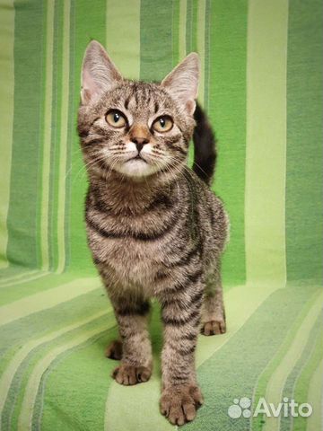 Тигруля в добрые руки