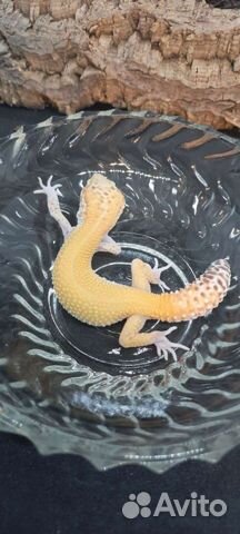 Эублефар