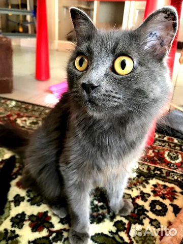 Кошка подросток бесплатно