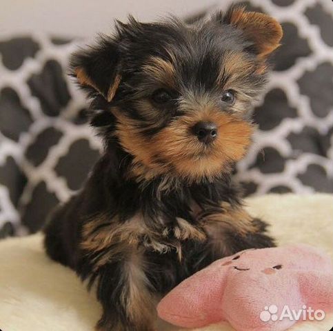 Йоркширский терьер