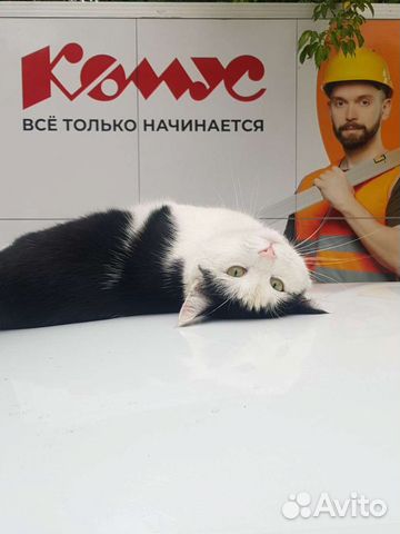 Кот Степка 2года ласковый кастрирован привит с пас