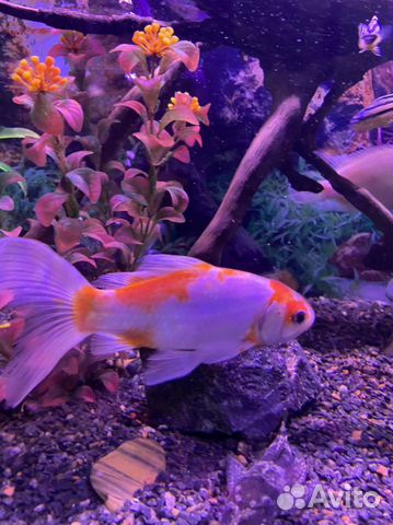 Рыбка карась комета