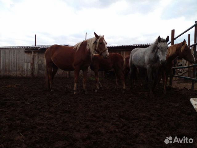 Кобыла с жеребенком