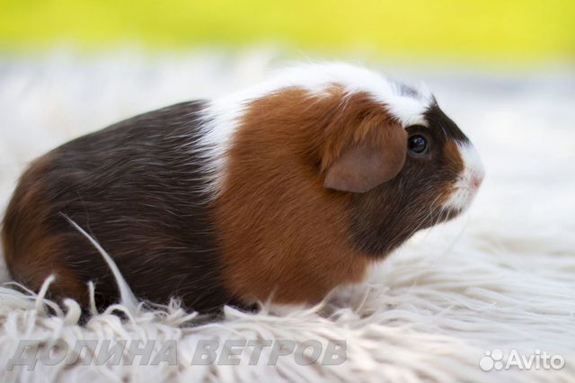 Девочка крестед трехцветная, возраст - 2 мес