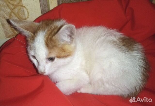 Котенок в добрые руки