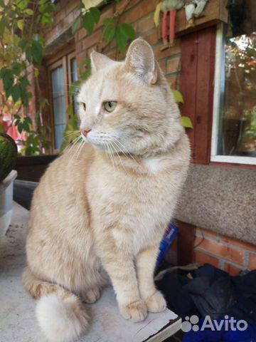 Кошка