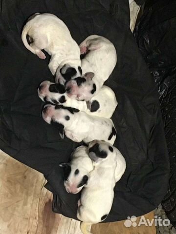 Русский спаниель (помесь) щенки