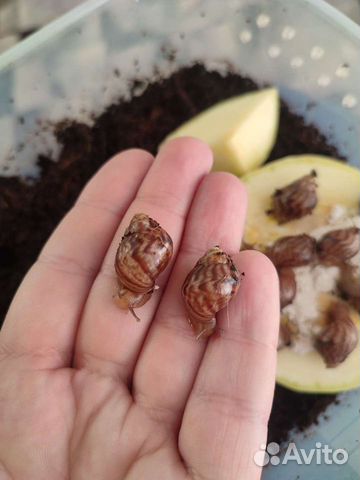 Ахатины тигры