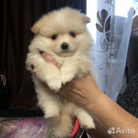 Шпиц
