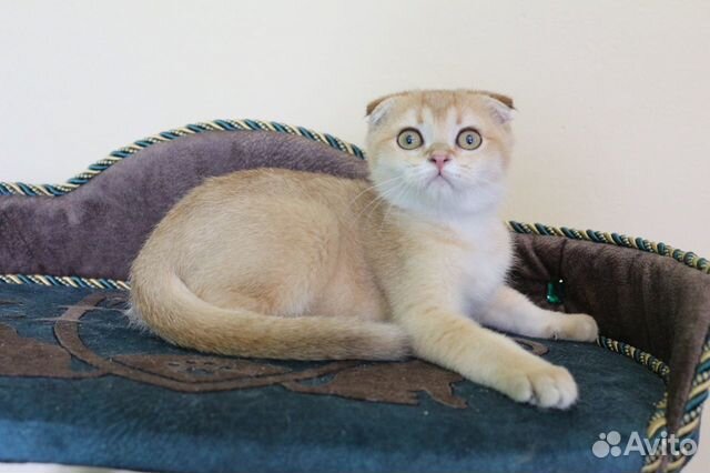 Золотая затушеванная черепашка