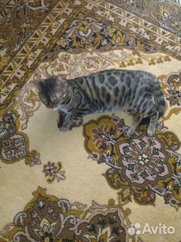 Кошечка бенгальской породы