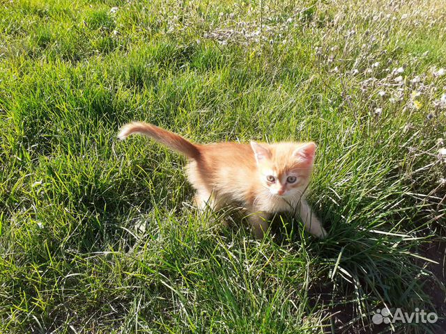 Котята в добрые руки мальчики