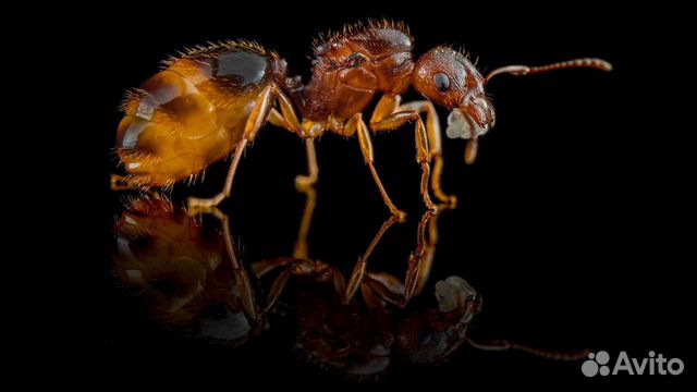 Матки муравьев Aphaenogaster