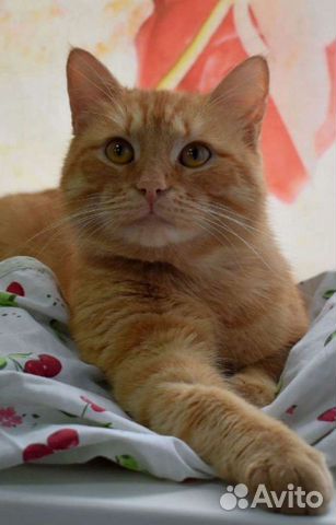 Добавь яркой краски в свою жизнь - усынови Леву