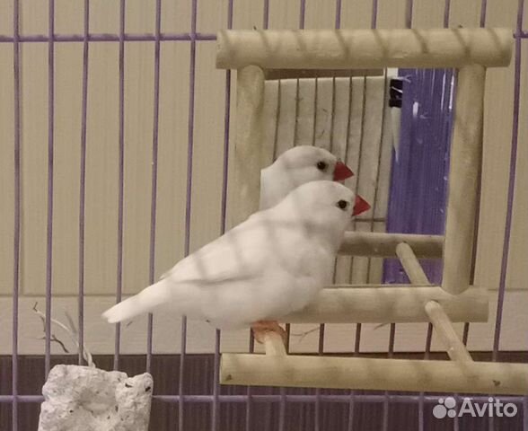 Зебровый амадин мальчик