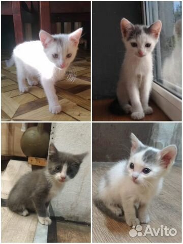 Малыши ищут дом