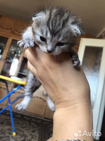 Персидские котята