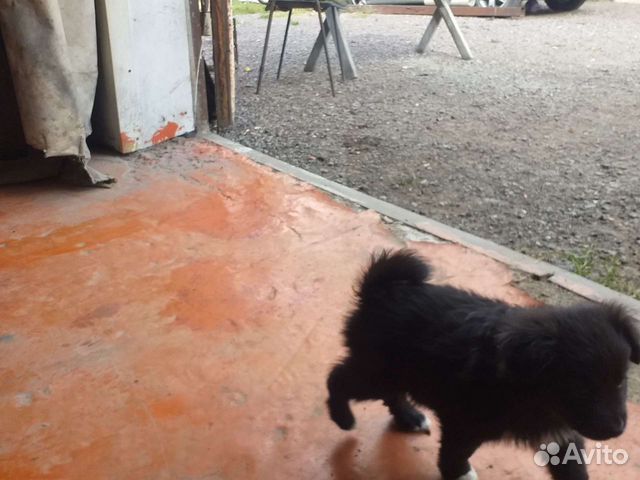 Отдам в хорошие руки бесплатно