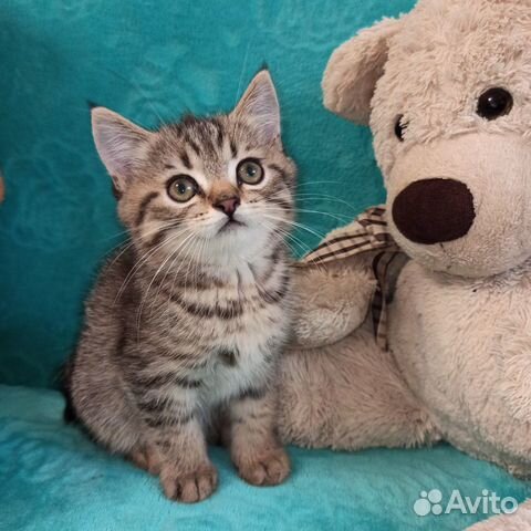 Плюшевые пушистики)