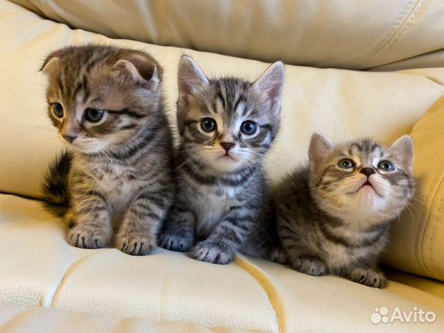 Шотландские котята