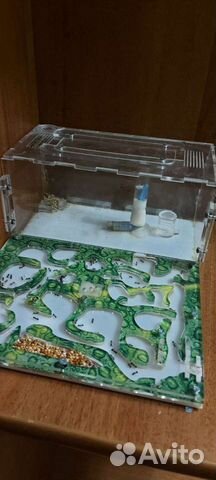 Муравьи жнецы в формикарий