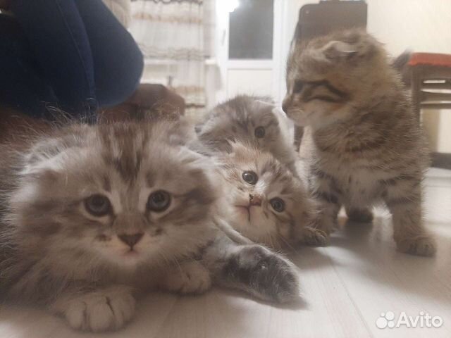 Кошки шотландцы веслоухие