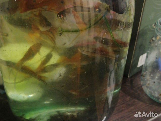 Аквариумные рыбки