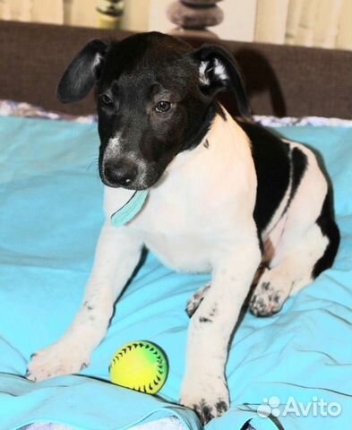 Щенок (мальчик 3 месяца) ждет своих хозяев