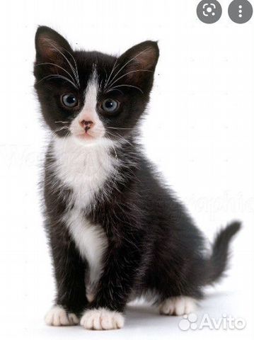 Котенок по имени Фредди