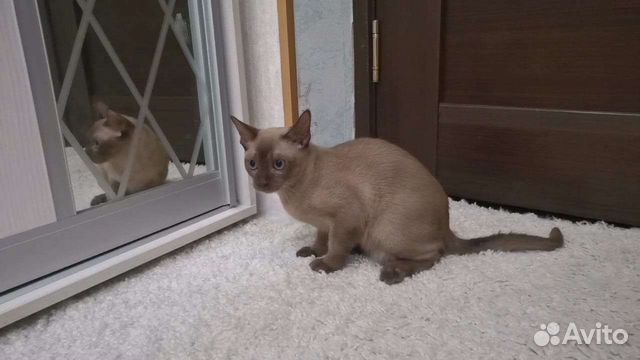 Бурманские котята