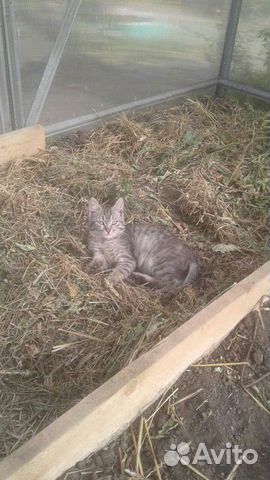 Котик в добрые руки