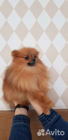 Померанский шпиц мини