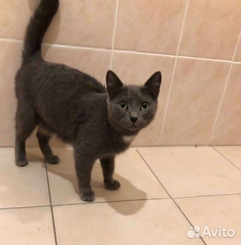 Русская голубая кошка