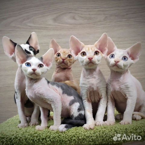 Котята девон-рекс